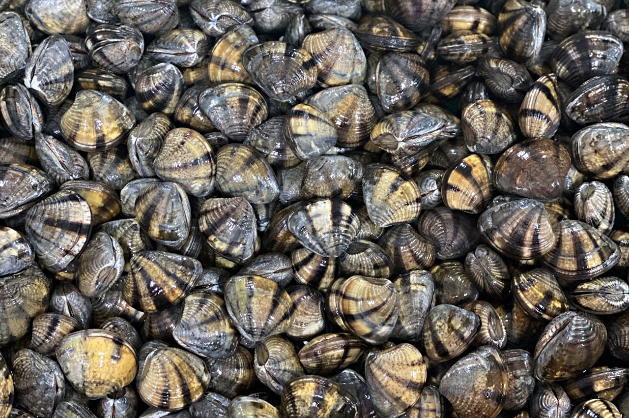 Tiger Clam – GOLPAC